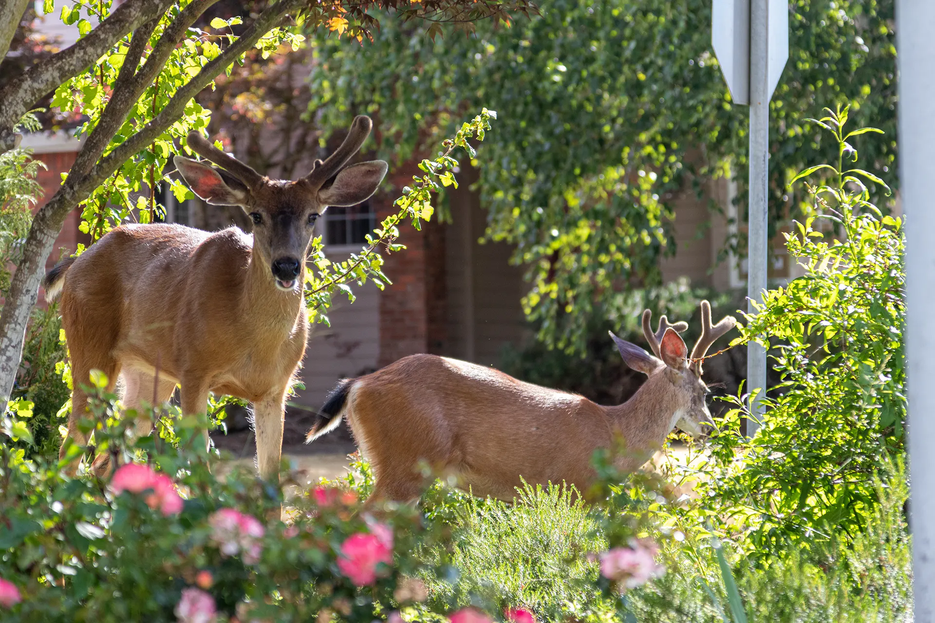 Deer Repellent - Westchester and Fairfield County - Imperial Lawn Care ...